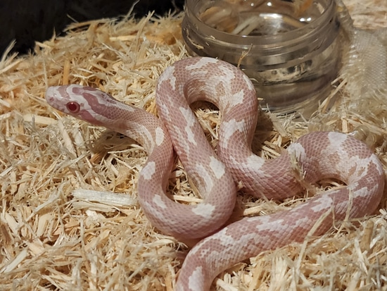 Coral Snow Corn Snake by D& R reptiles Deon and Rebecca's reptiles