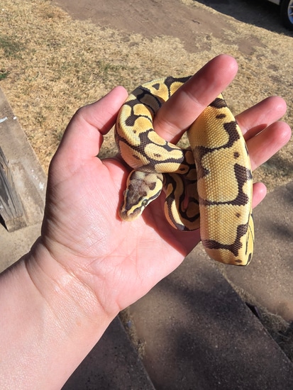 Super Enchi Orange Ghost Ball Python by All That Slithers