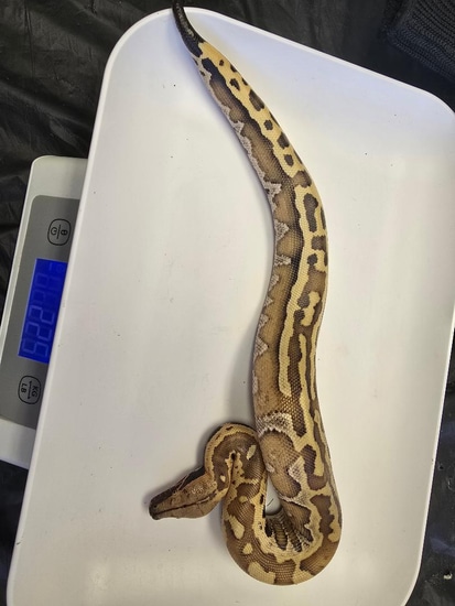 Bangka Island Red Blood Python by All That Slithers