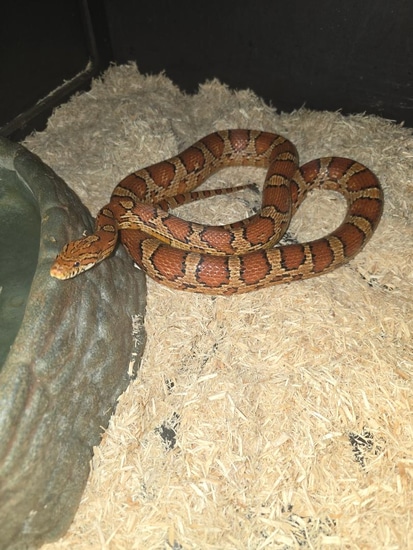 Adult Male Corn Snake by All That Slithers
