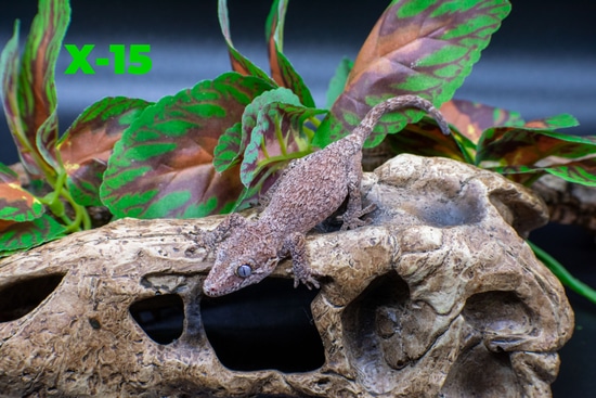 Brown Reticulated Male Gargoyle Gecko Ready To Breed by Gravidy's Geckos