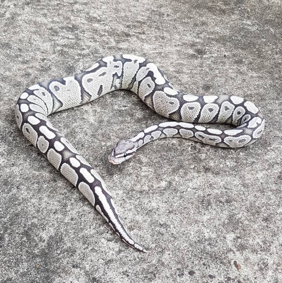 True Ghost Typhoon Ball Python by Rebel Regius