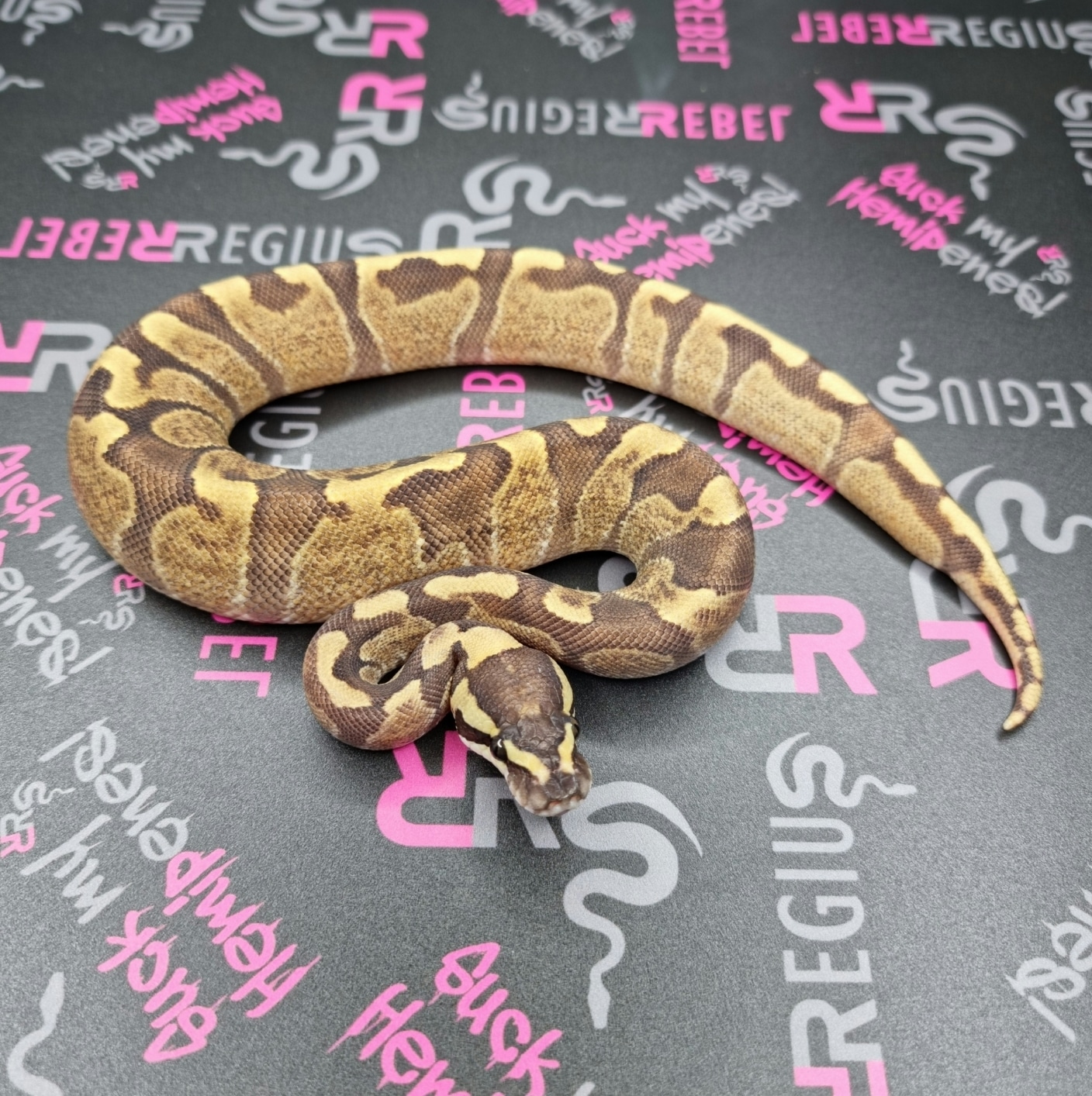 SALE! GHI Enchi Fire/Disco 66% Het Hypo Ball Python by Rebel Regius ...