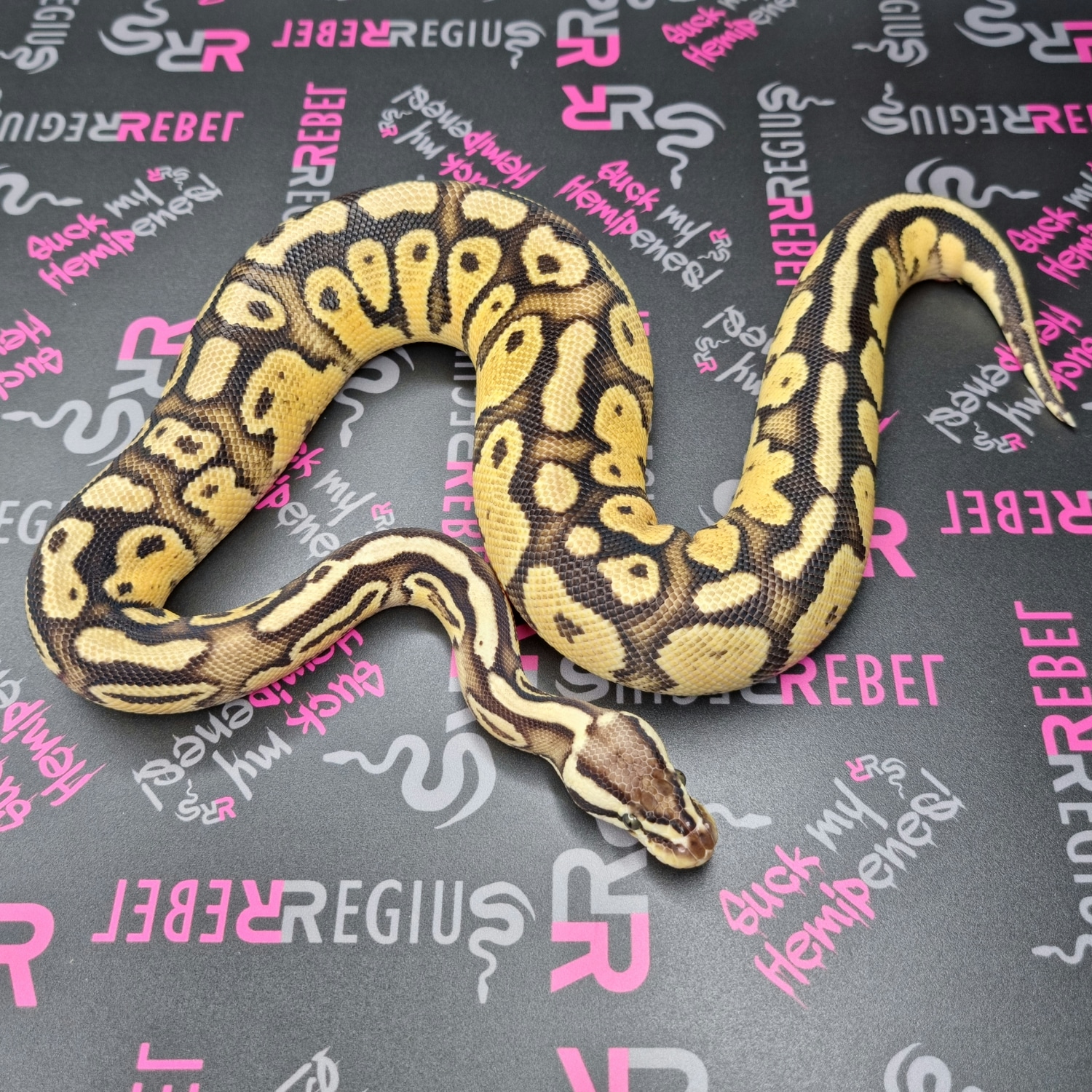SALE! Firefly 100% Het Pied 66% Het Hypo Ball Python by Rebel Regius ...