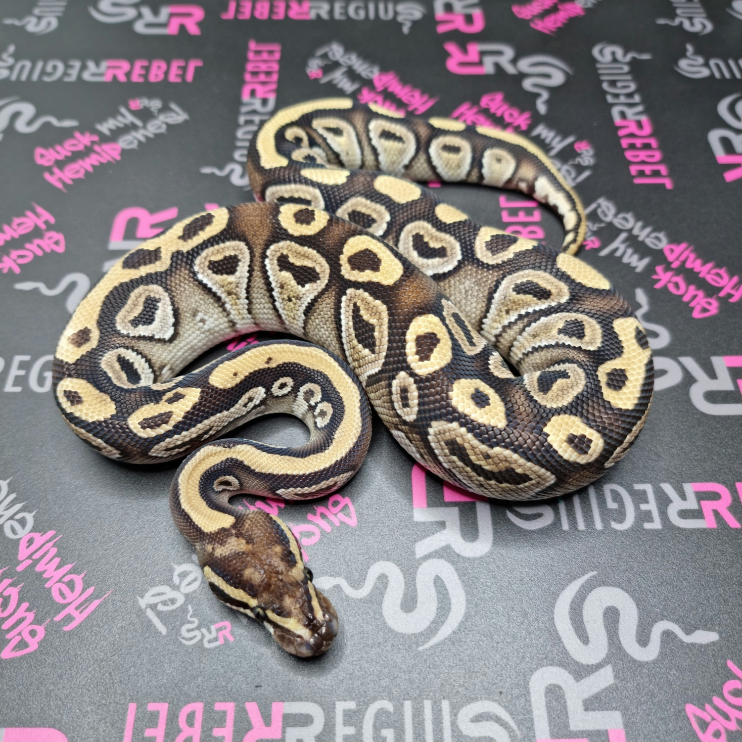 SALE! Mojave Poss Blaze 100% Het Candy Ball Python by Rebel Regius ...