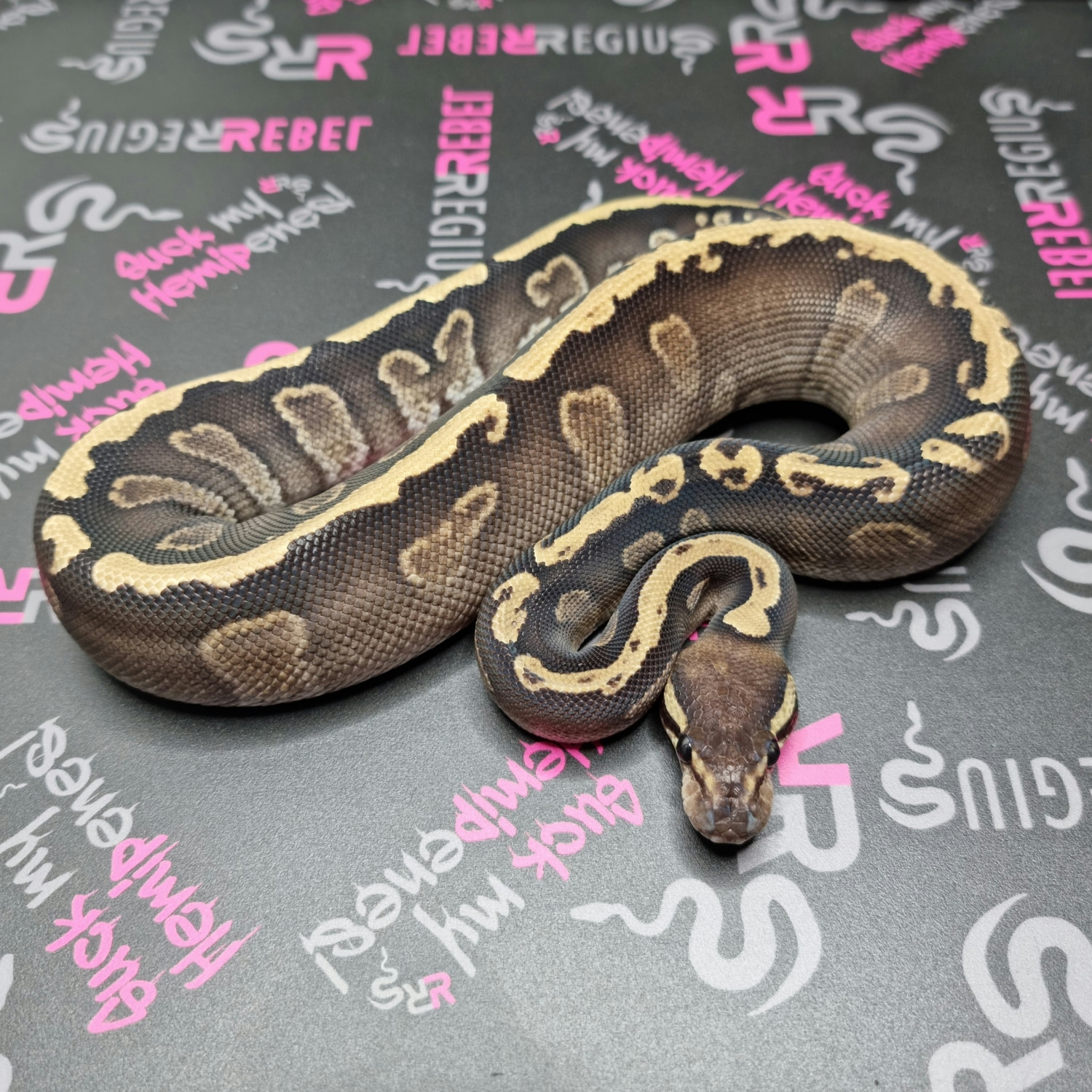 GHI Phantom Ball Python by Rebel Regius - MorphMarket