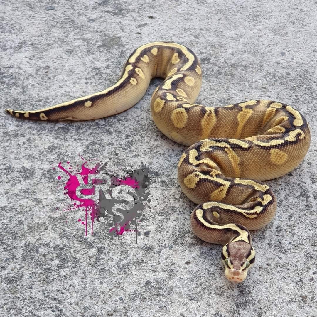 Pastel GHI Phantom/Mojave Poss Yellowbelly Ball Python by Rebel Regius ...