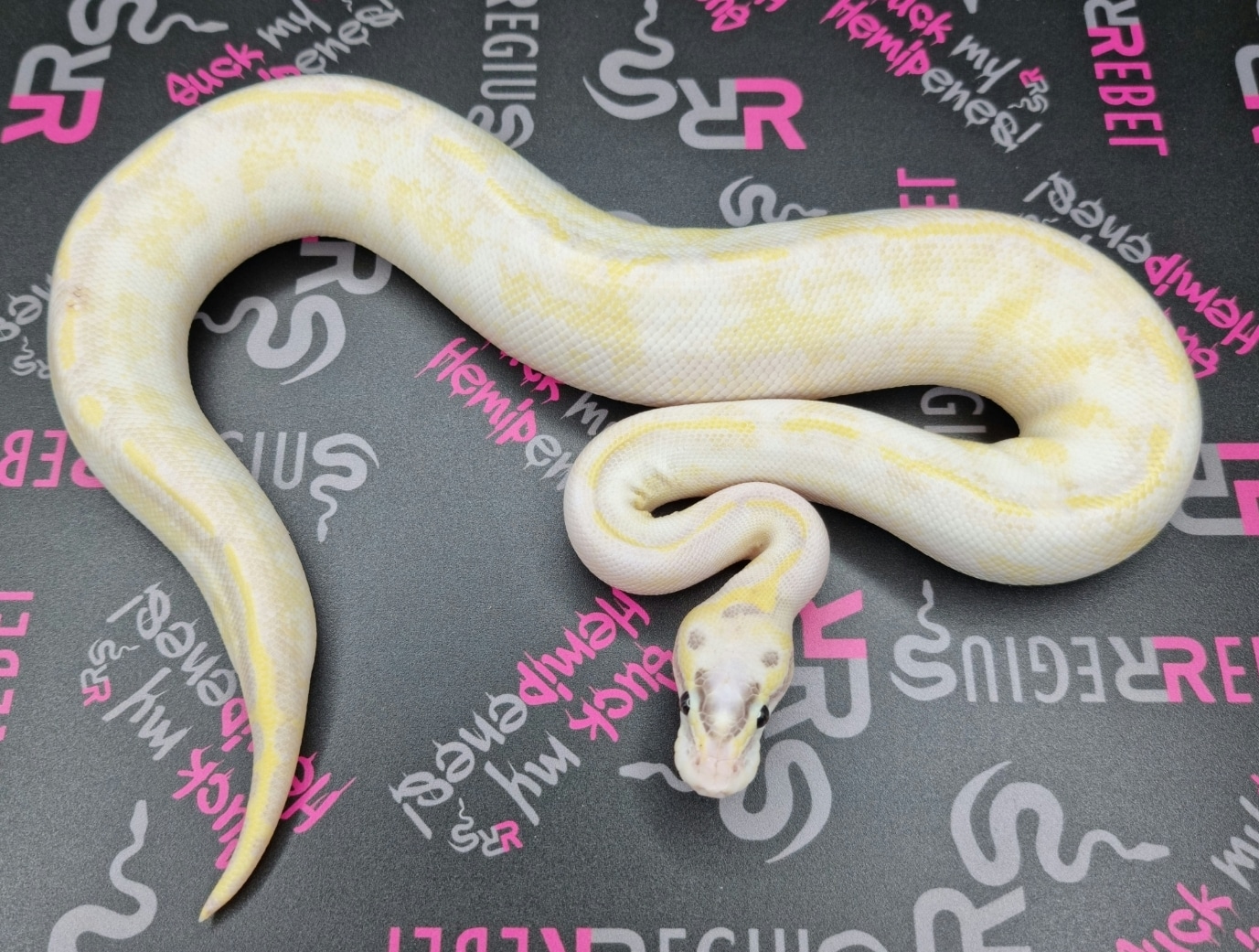 Pastel Ivory Poss Enchi/Special Ball Python by Rebel Regius - MorphMarket