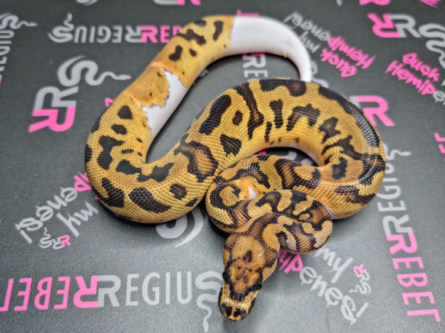 Rebel Regius's Collection - MorphMarket