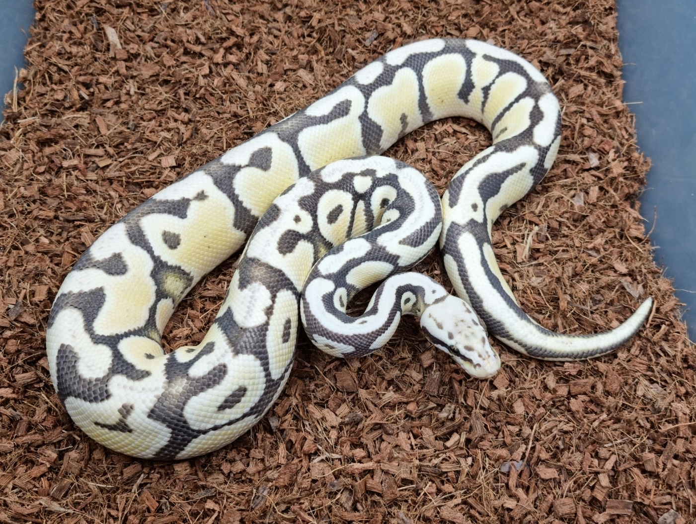 Pastel Spotnose Desert Ghost 50% DH Hypo/Caramel Ball Python by Rebel ...