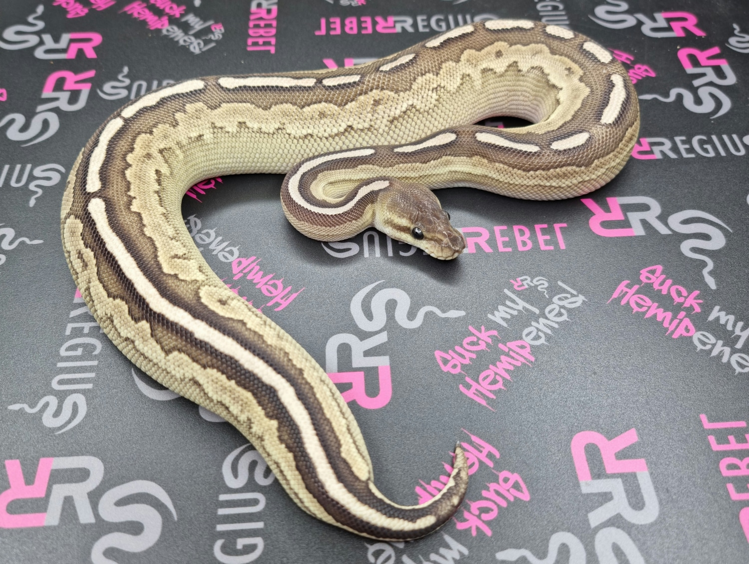 Cinnamon Mojave Or Phantom Yellowbelly Double Het Axanthic VPI And Hypo ...