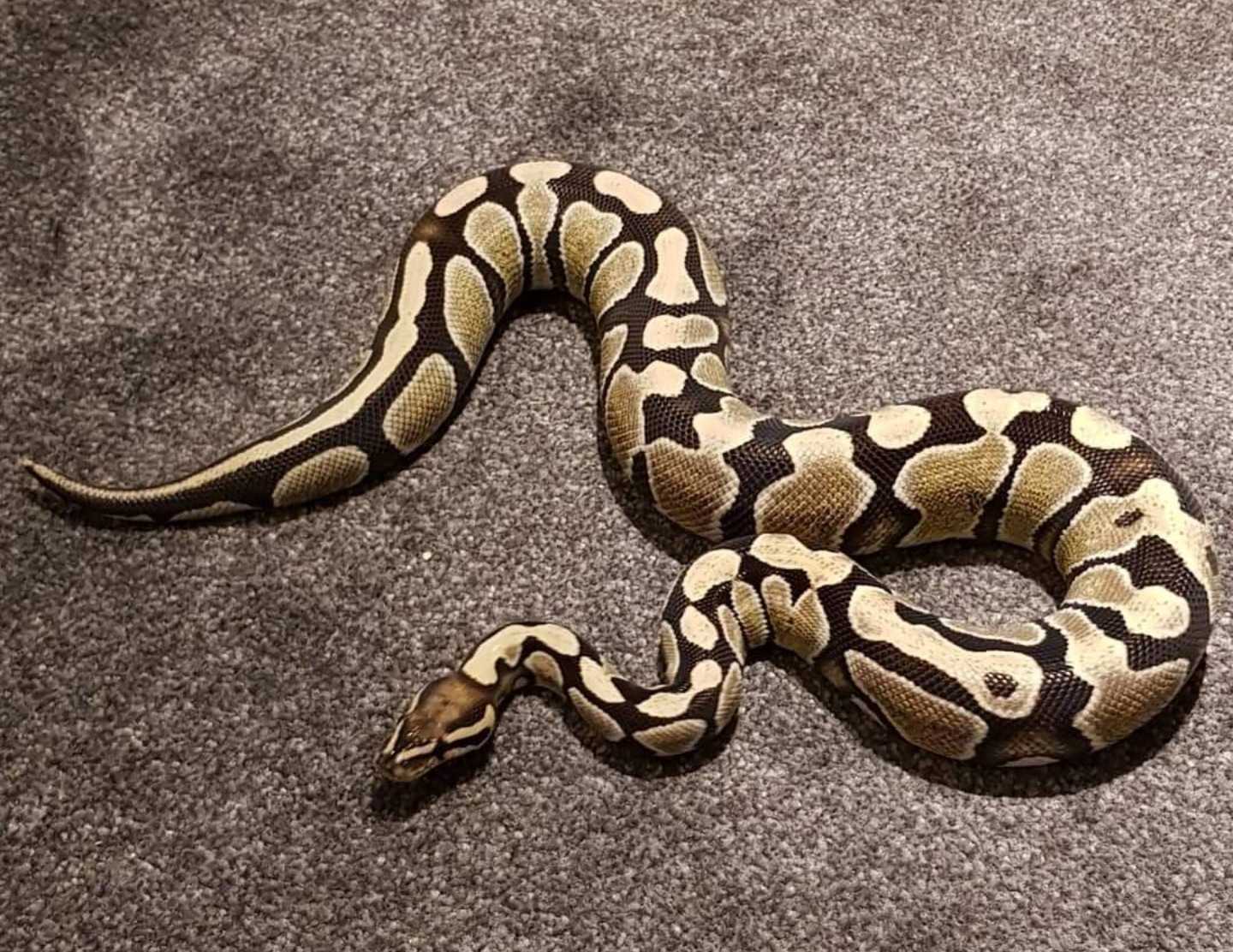 Desert Ghost Ball Python by Rebel Regius - MorphMarket