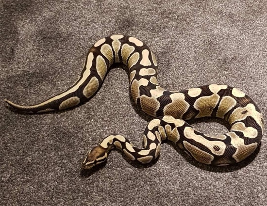 Desert Ghost Ball Python by Rebel Regius