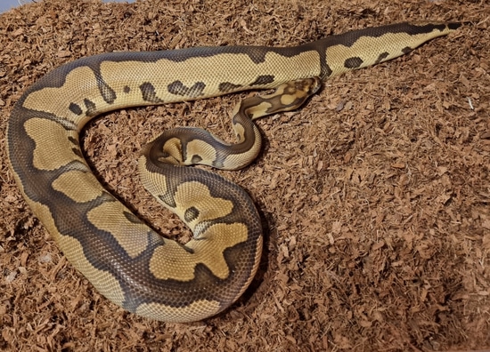 Leopard Clown Ball Python by Rebel Regius