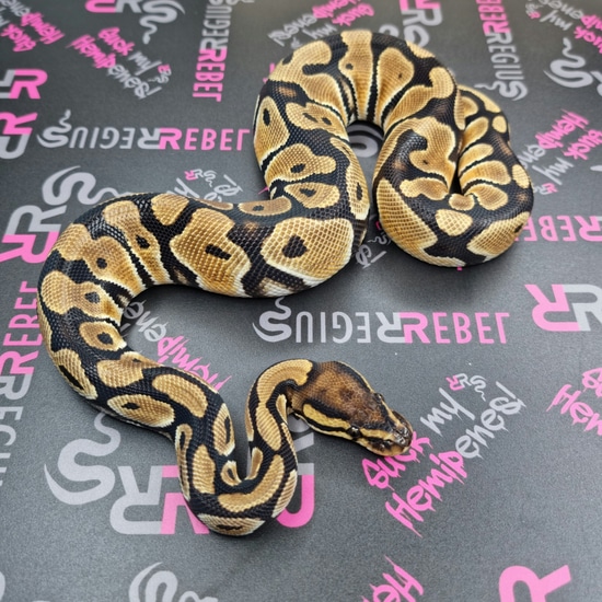 SALE! Trio Axanthic Desert Ghost Project Ball Python by Rebel Regius