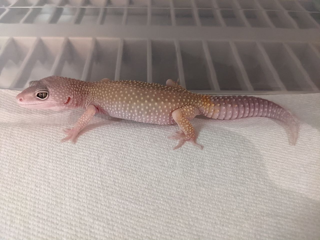 Murphy Patternless Leopard Gecko by Rebel reptile rescue and breeding ...