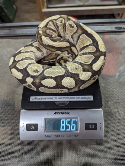 Fire Dinker Ball Python by VCR and More