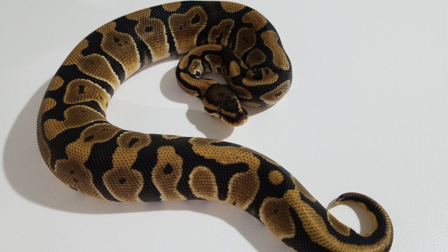 Double Het Clown Piebald Ball Python by recessive Royals Design ...
