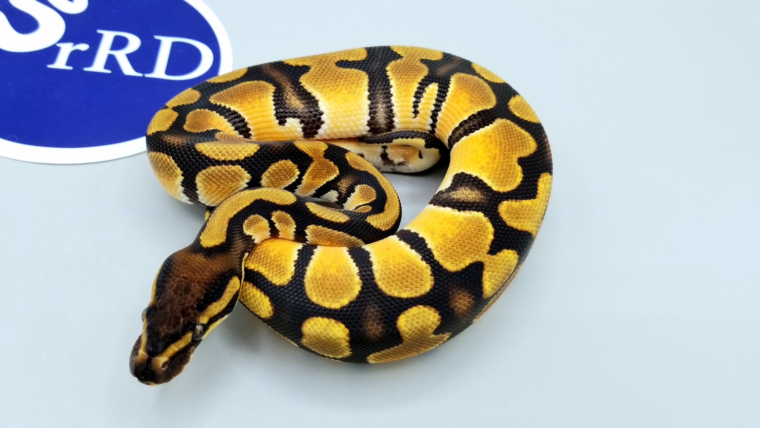 Enchi Ball Python by recessive Royals Design - MorphMarket