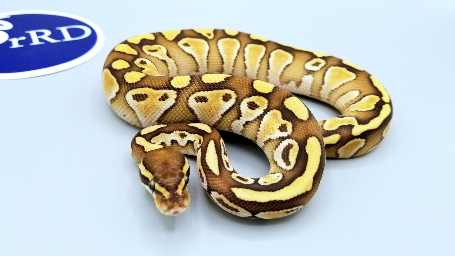 Lesser Het Clown Ball Python by recessive Royals Design - MorphMarket