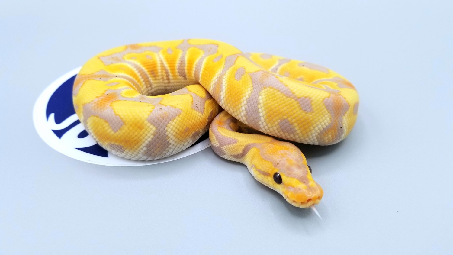 Banana Leopard Crypton Ball Python by recessive Royals Design - MorphMarket