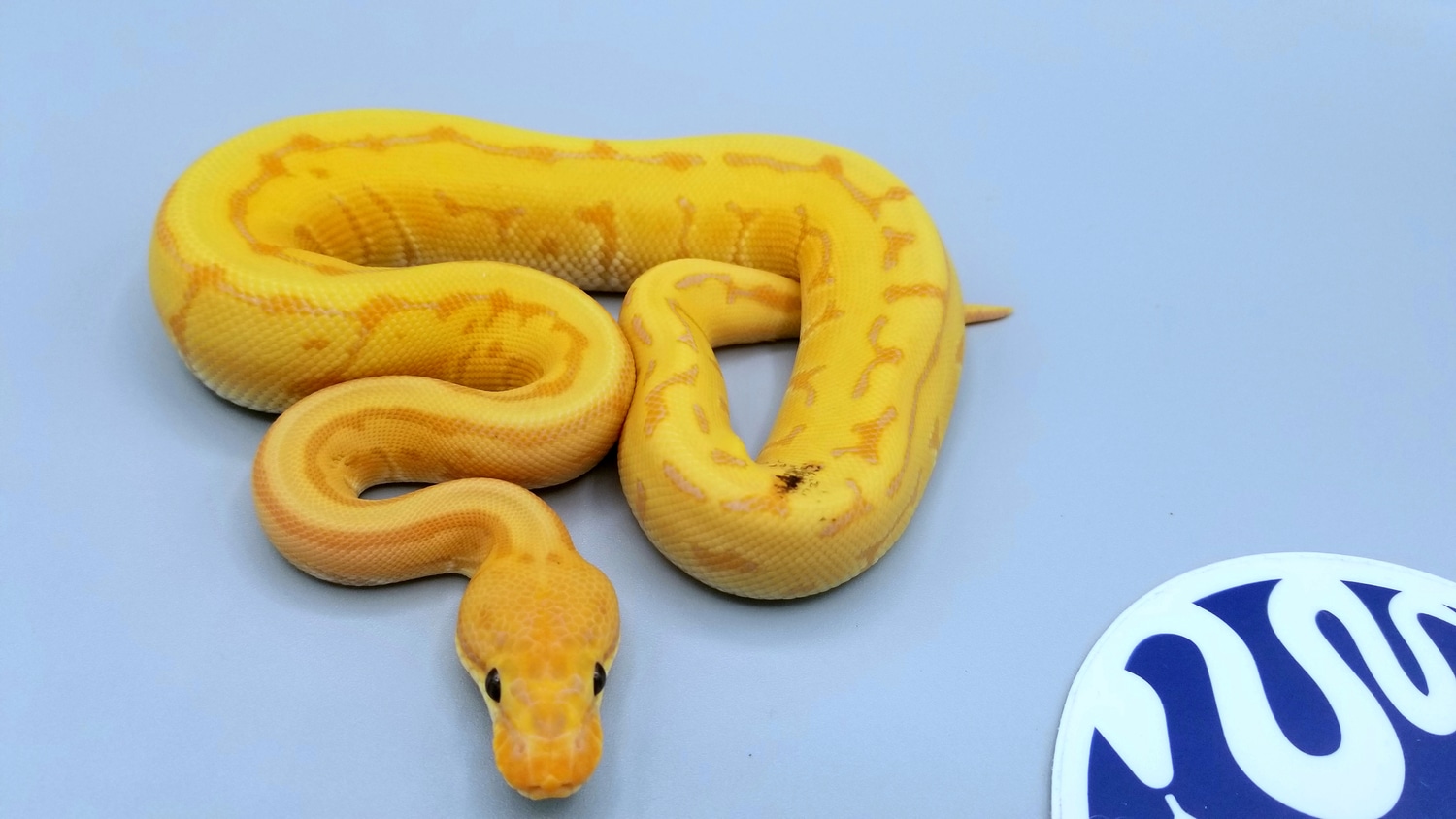 Banana Leopard Pinstripe Het Clown/het Cryptic Ball Python by recessive ...