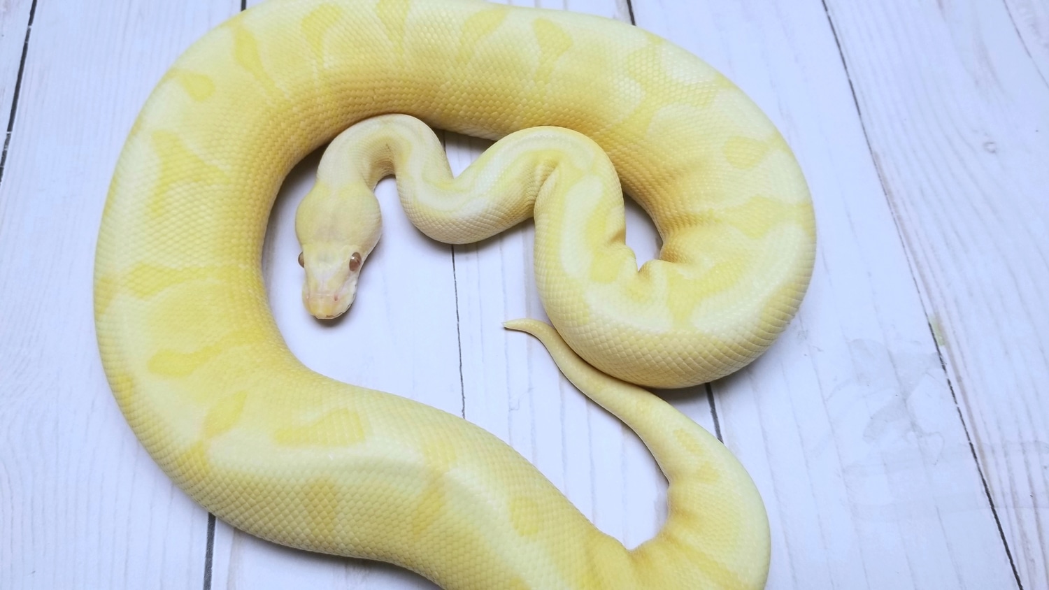 Enchi Candino Het Piebald Ball Python by recessive Royals Design ...