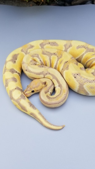 Banana Leopard Crypton Ball Python by recessive Royals Design