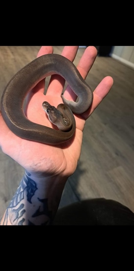 Super Black Pastel Ball Python by Huff's Pythons