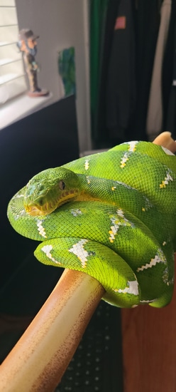 Emerald Tree Boa (Northern) Northern Emerald Tree Boa by Recon Arboreals