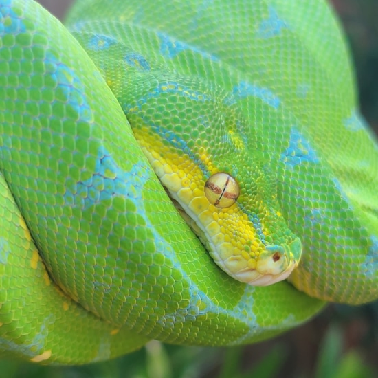 Manokwari X Biak HY Mite Phase Green Tree Python by Recon Arboreals