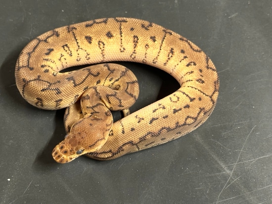 Pinstripe Clown Ball Python by Red Barn Reptiles