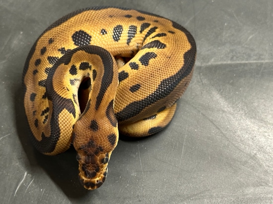 Leopard Clown Ball Python by Red Barn Reptiles