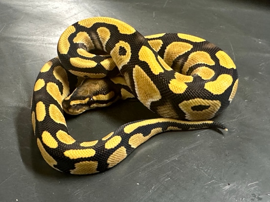Desert Ghost Het Clown Ball Python by Red Barn Reptiles