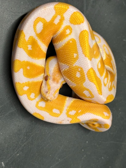 Lavender 66% Het Pied Ball Python by Red Barn Reptiles