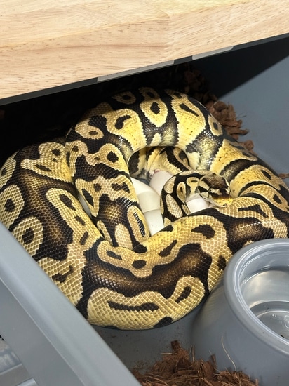 Pastel Het Clown Proven Ball Python by Red Barn Reptiles