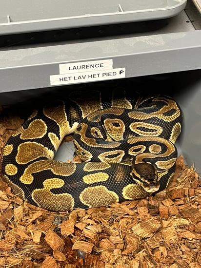 0.2 Double Het Lavender Pied Ball Python by Red Barn Reptiles