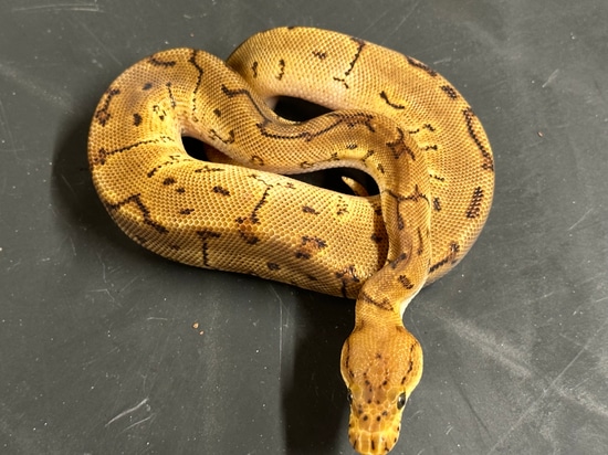 1.2 Clown Group Ball Python by Red Barn Reptiles