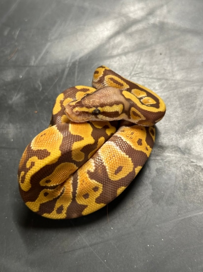'25 Pastel Ultramel Het Pied 50% Het Clown Ball Python by Red Barn Reptiles