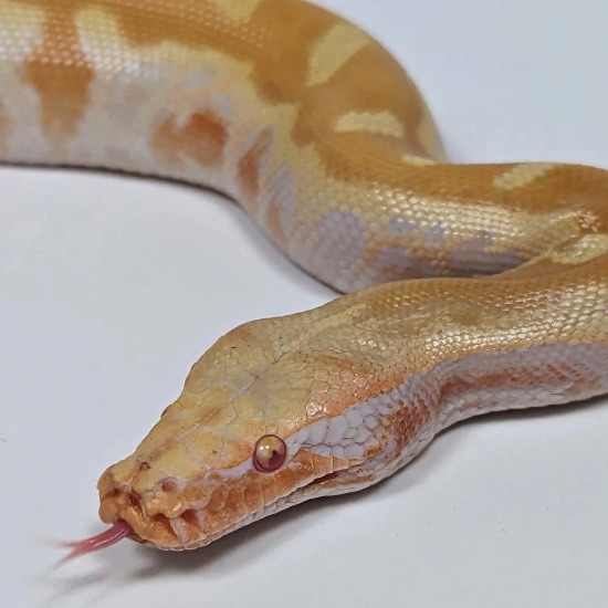 T-Negative Blood Python by Walking Tree Reptiles