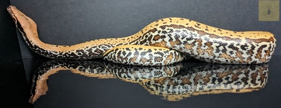 Het T-Negative Pixel Blood Python by Walking Tree Reptiles