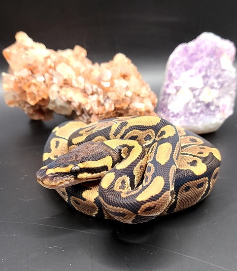 100% Het Clown Ball Python by Redband Reptiles