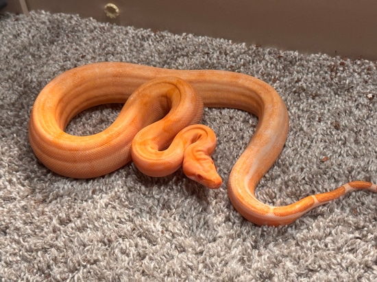 Super Sun Dragon Poss Jungle Boa Constrictor by Red Beard Exotics