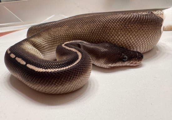 Blackhead Cinnamon Mojave Het Hypo Ball Python by Red Beard Exotics