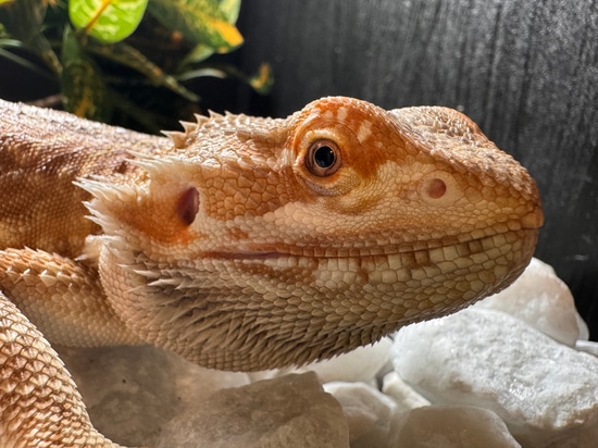 Leatherback Citrus Het Hypo Central Bearded Dragon by Red Beard Exotics