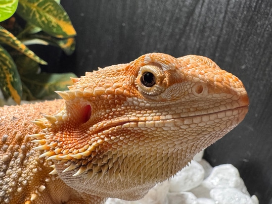 Cat Eye Genetic Stripe Citrus 66% Het Translucent 50% Het Witblits ...