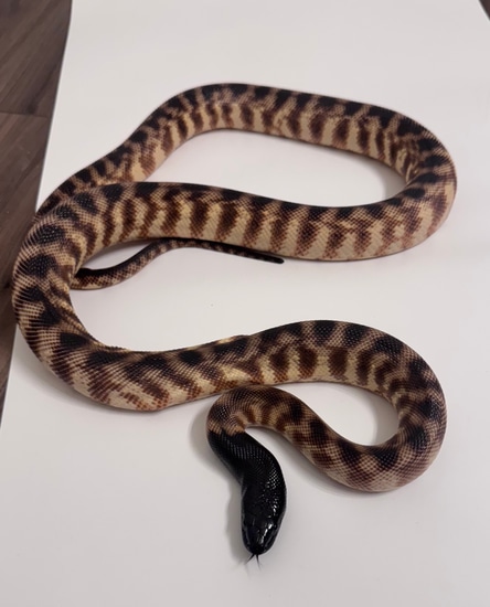 2022 Male Black Headed Python Black-Headed Python by Red Beard Exotics