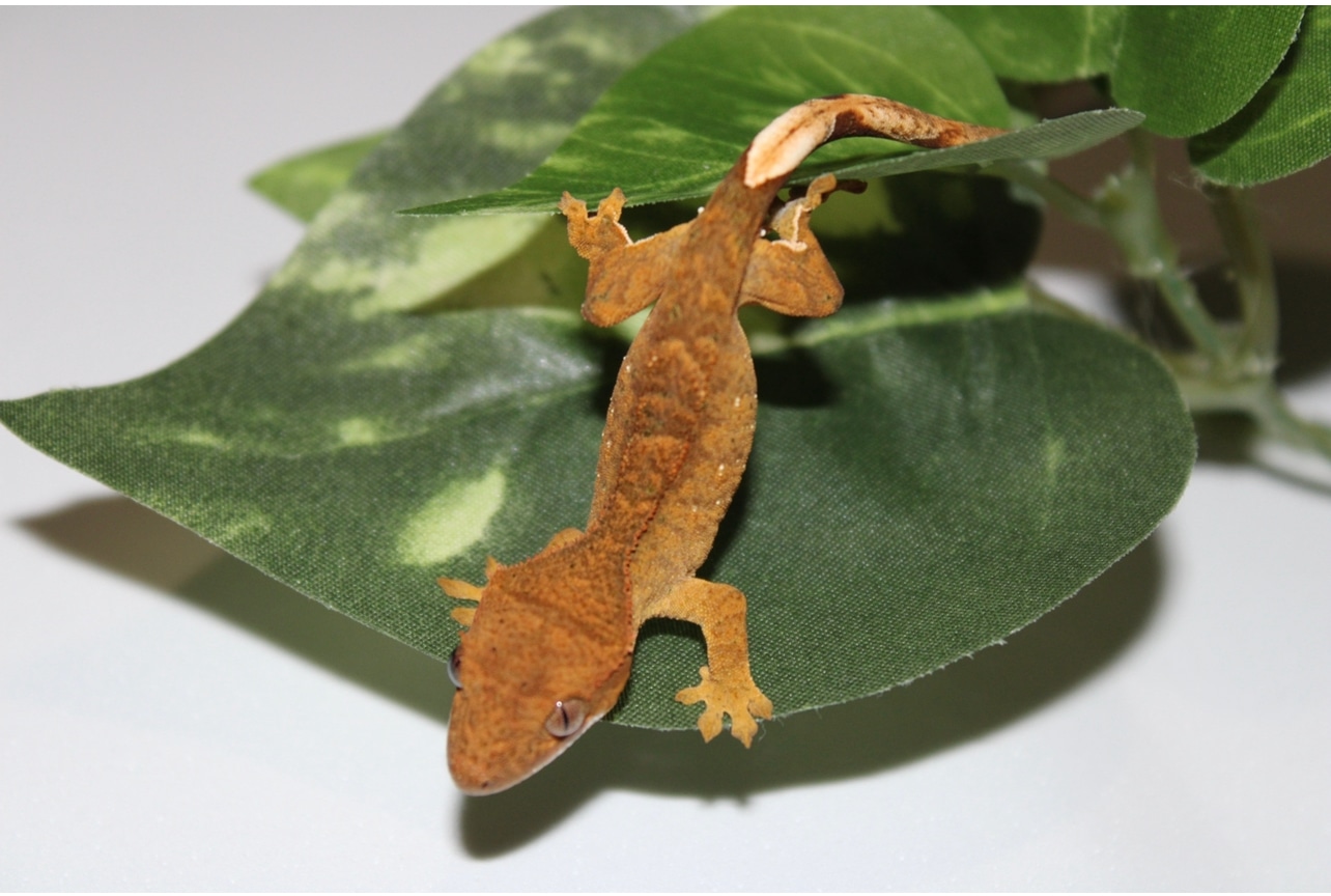 Dalmatian Phantom Pinstripe Crested Gecko by Red City Reptiles ...