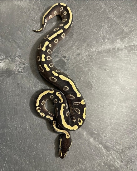 GHI Mojave Pos YB Ball Python by Red City Reptiles