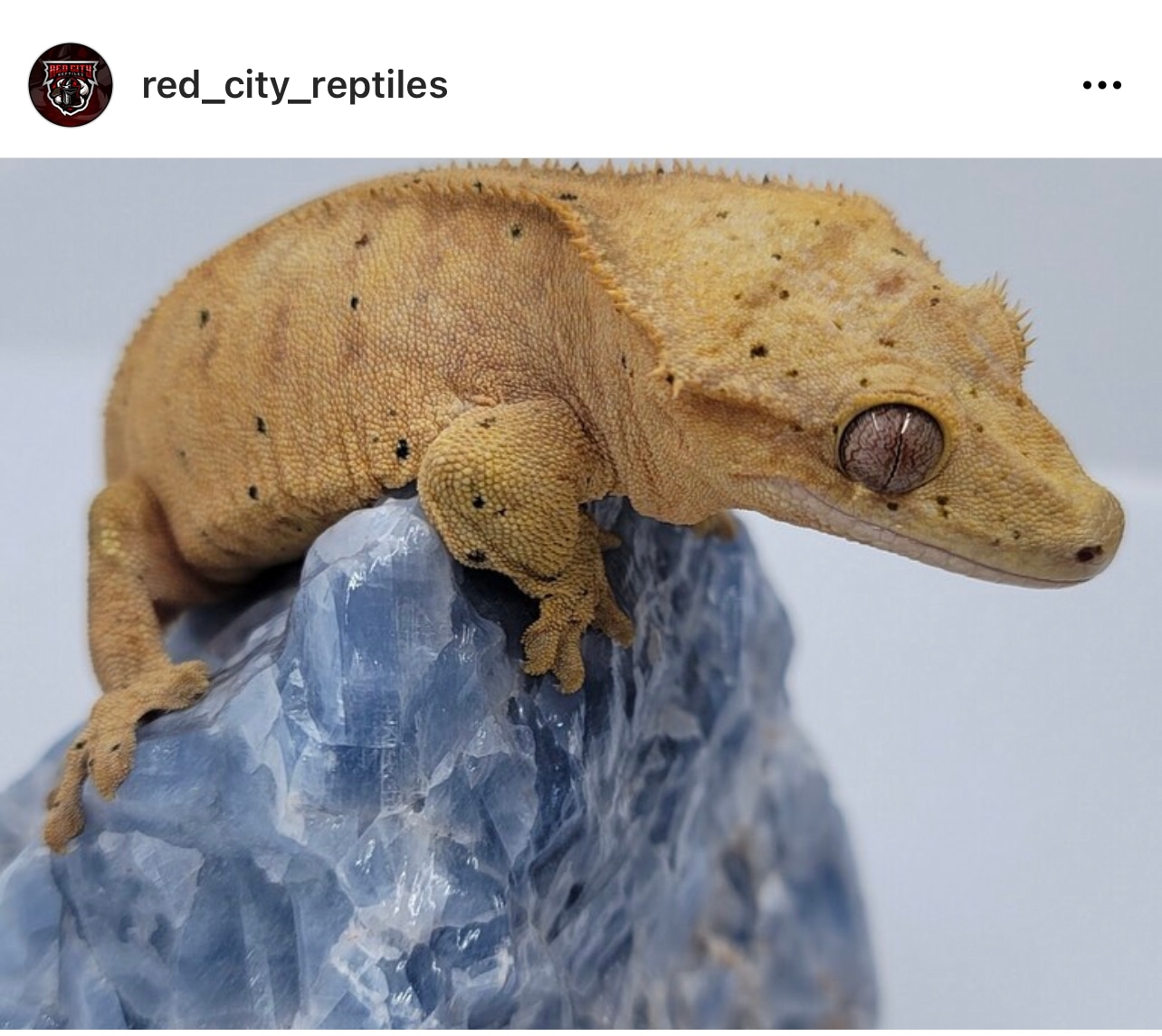 Brindle Phantom Pinstripe Dalmatian Crested Gecko by Red City Reptiles ...